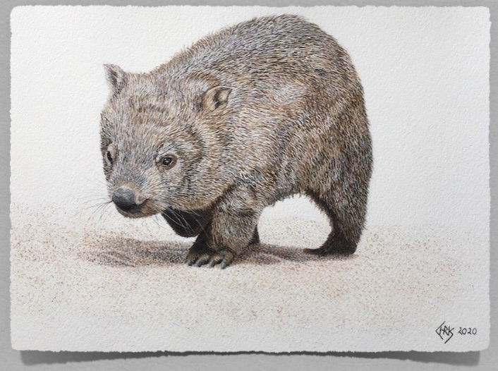 Burrow the Wombat – Detail | Chris Osborne Art