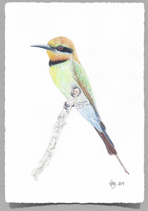 Rainbow Bee-Eater – Detail | Chris Osborne Art
