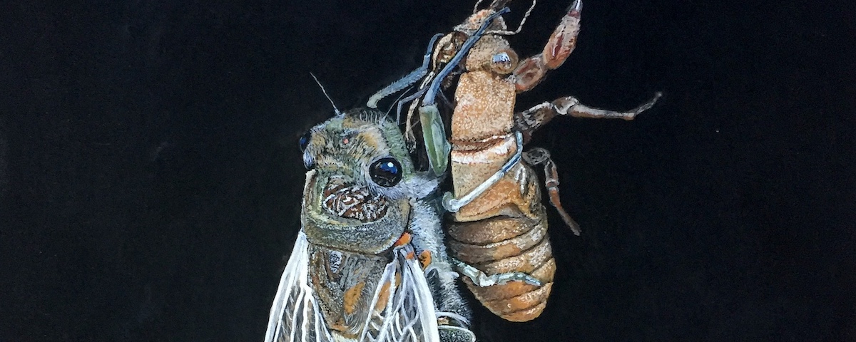 Cicada’s New beginning | Chris Osborne Art