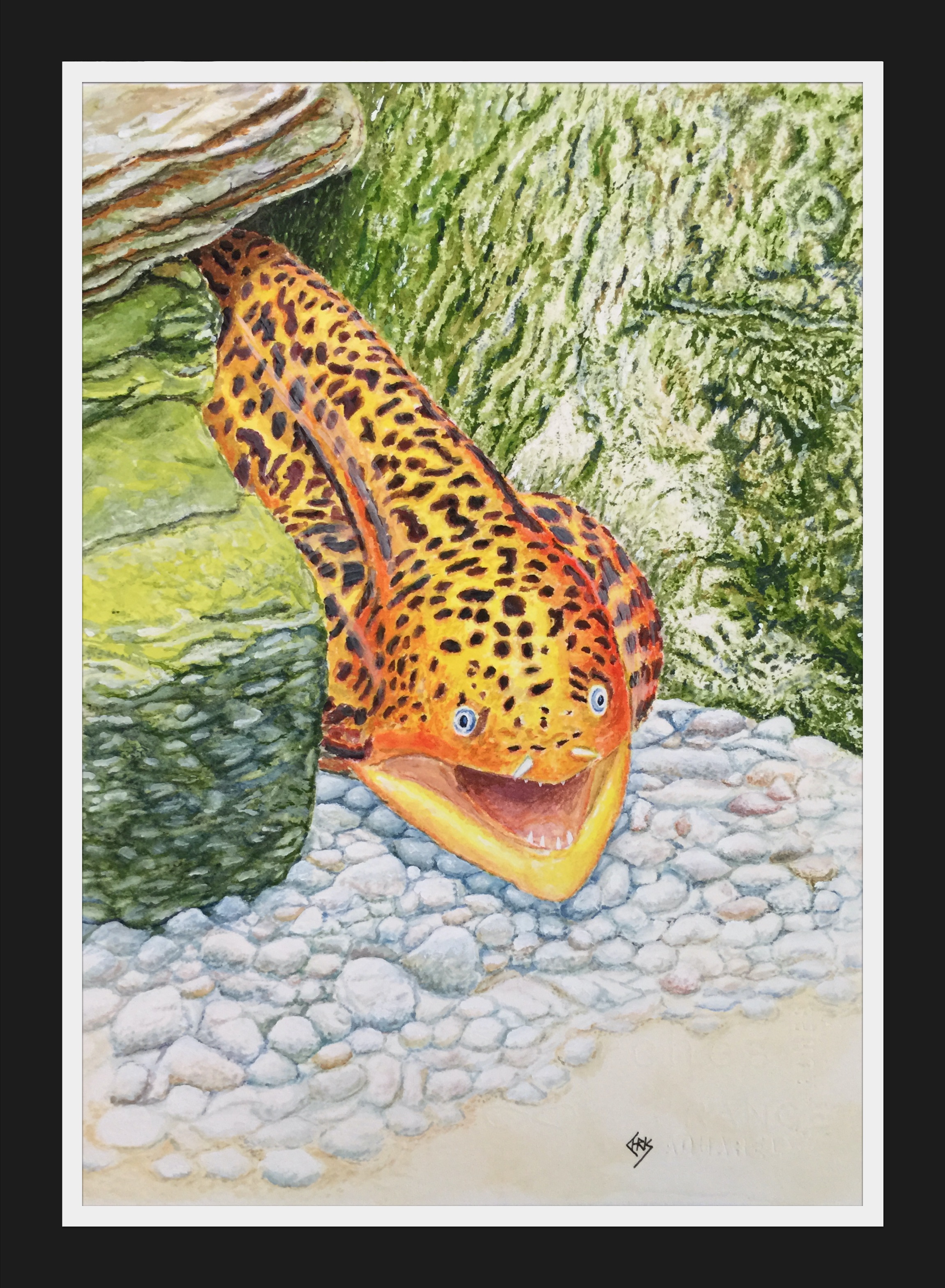 Moray Eel | Chris Osborne Art