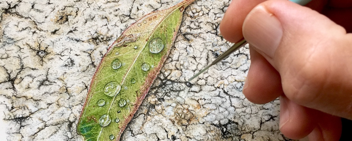 Leaf on Stone | Chris Osborne Art