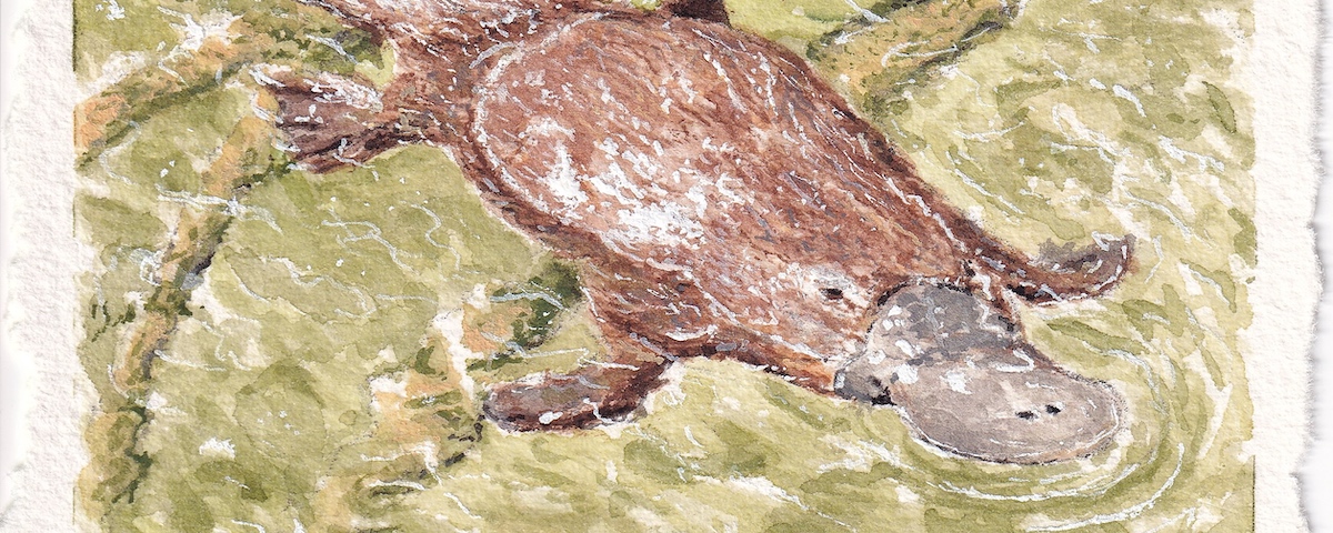 Platypus Painting