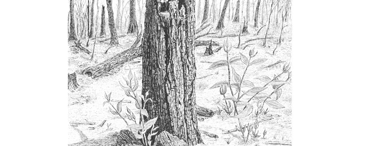 Bushfire Revival | Chris Osborne Art